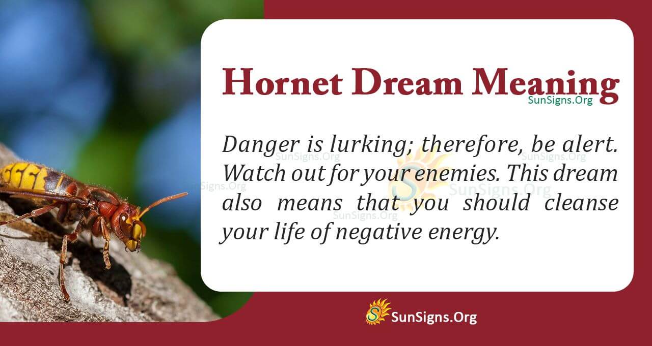 Did You Dream of a Hornet? Meaning, Interpretation and Symbolism ...