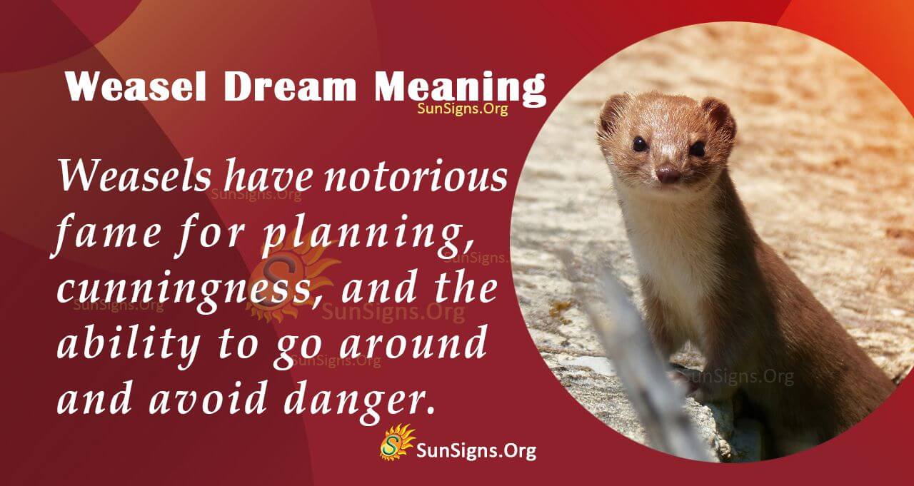Seeing A Weasel In Your Dream - Meaning, Interpretation And Symbolism ...