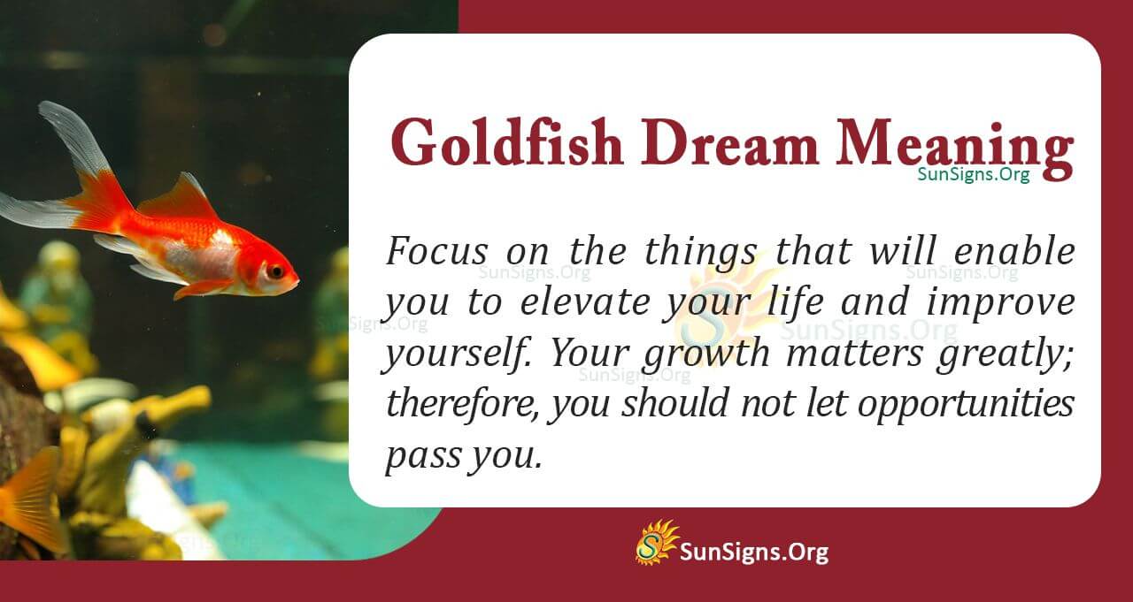 Seeing A Goldfish In Your Dream - Meaning, Interpretation and Symbolism ...